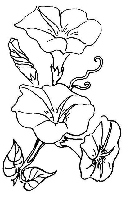 Morning Glory Coloring Pages to Print - Free Printable Coloring Pages