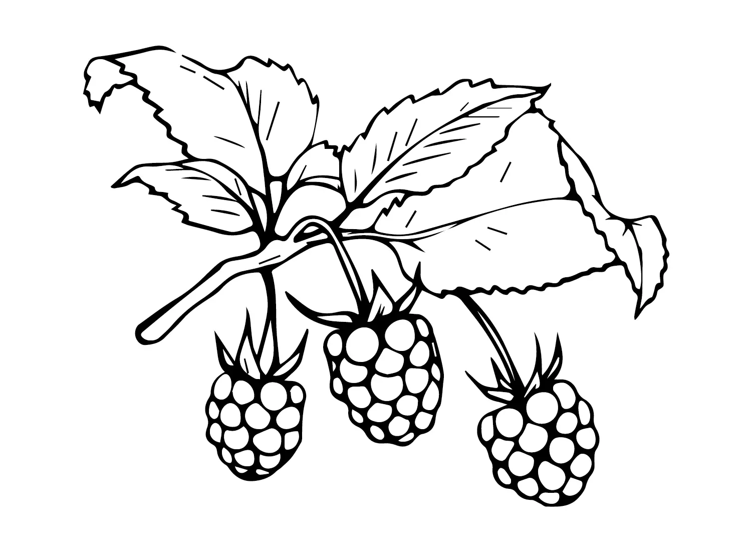 Raspberry Coloring Pages to Print - Free Printable Coloring Pages