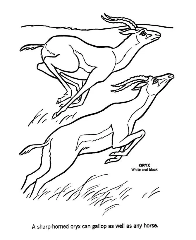 Springbok Coloring Pages to Print - Free Printable Coloring Pages
